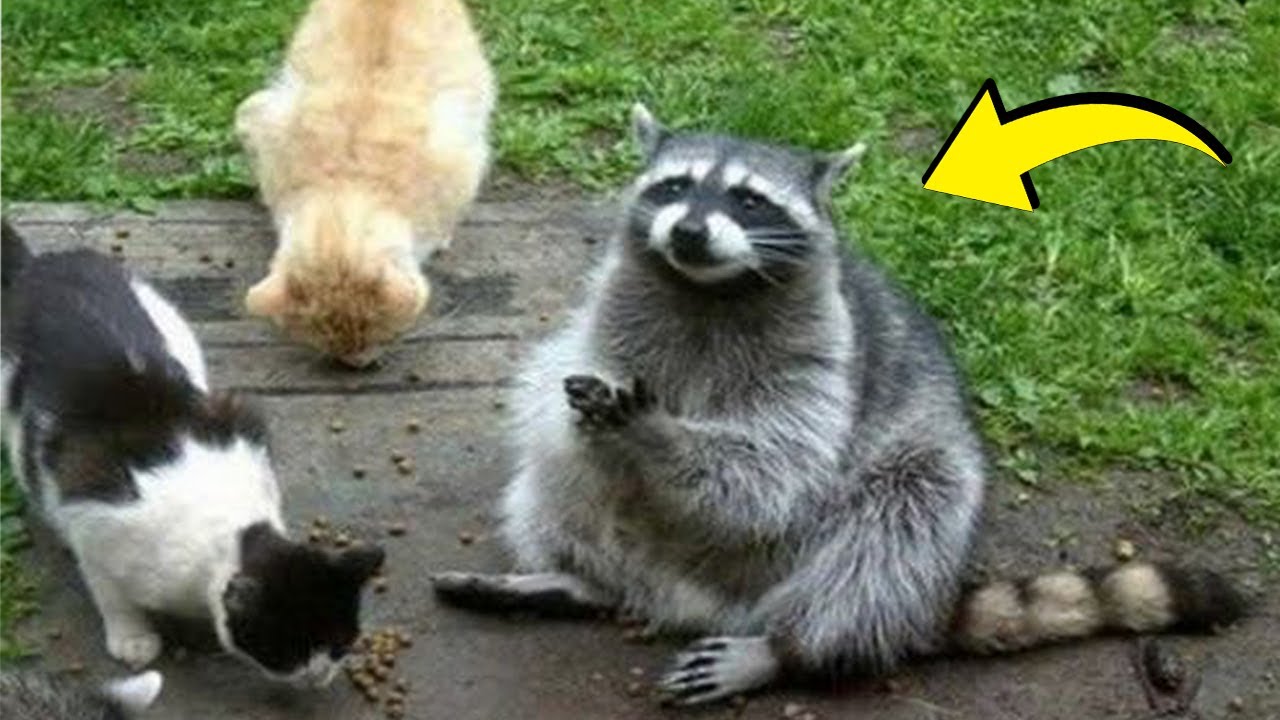Blind Raccoon Brought Kittens to His Human Friend and Saved Their Lives ...
