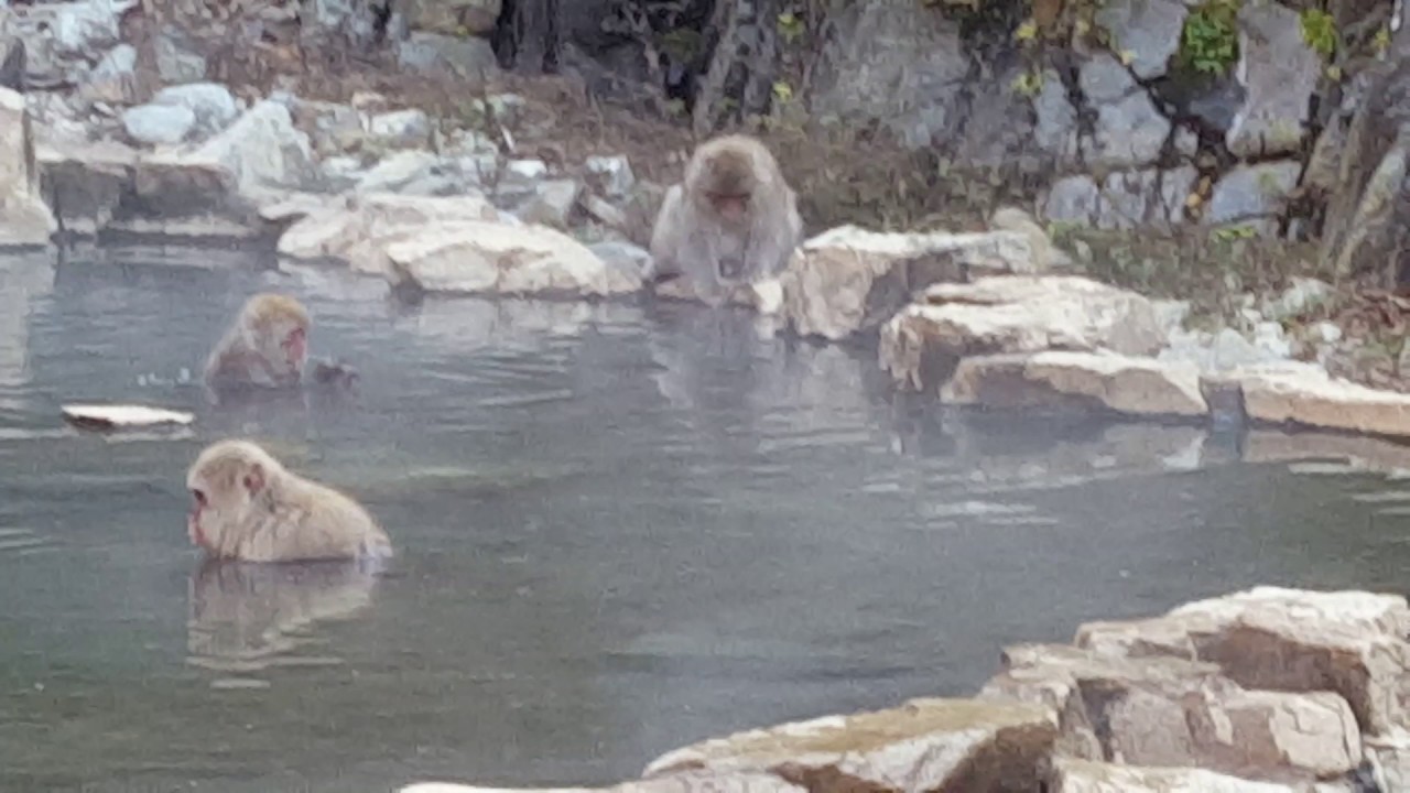 Snow Monkey fight Japan - YouTube