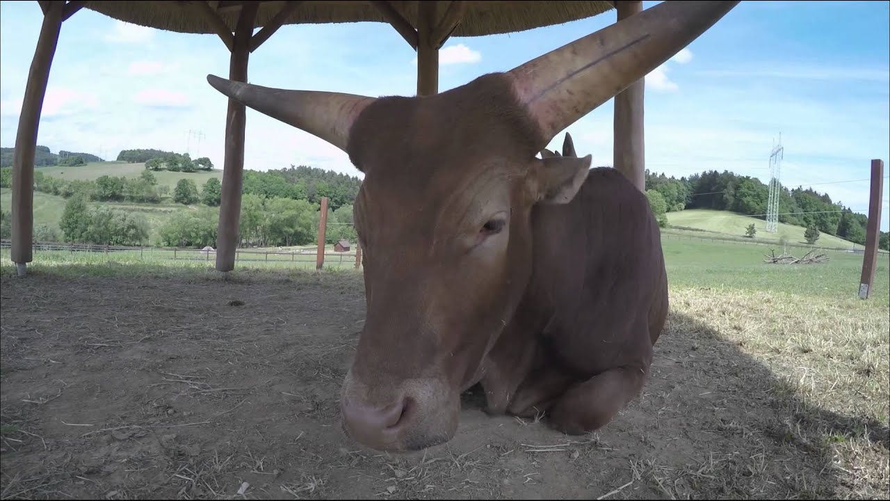 Watusi cow in 2.7K - GoPro HERO 4 Black Edition - YouTube