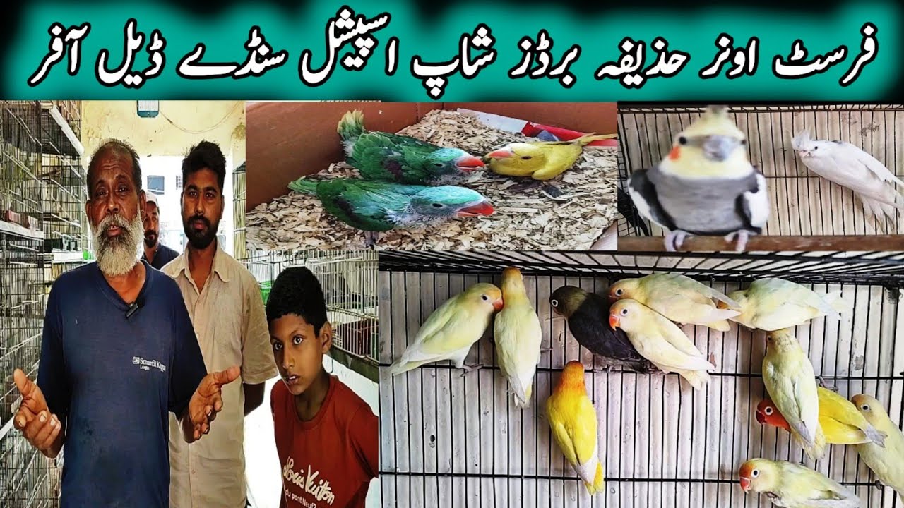1st Owner Birds Shop Sunday Offer 4-5-2025|Sunday Bird Market Karachi ...