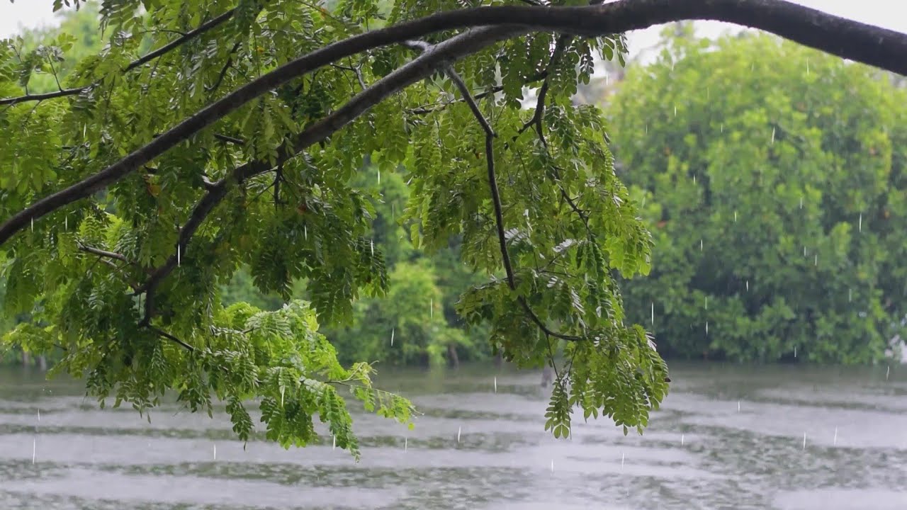 Gentle rain falling through tree leaves | Relaxing ASMR rain sounds for ...