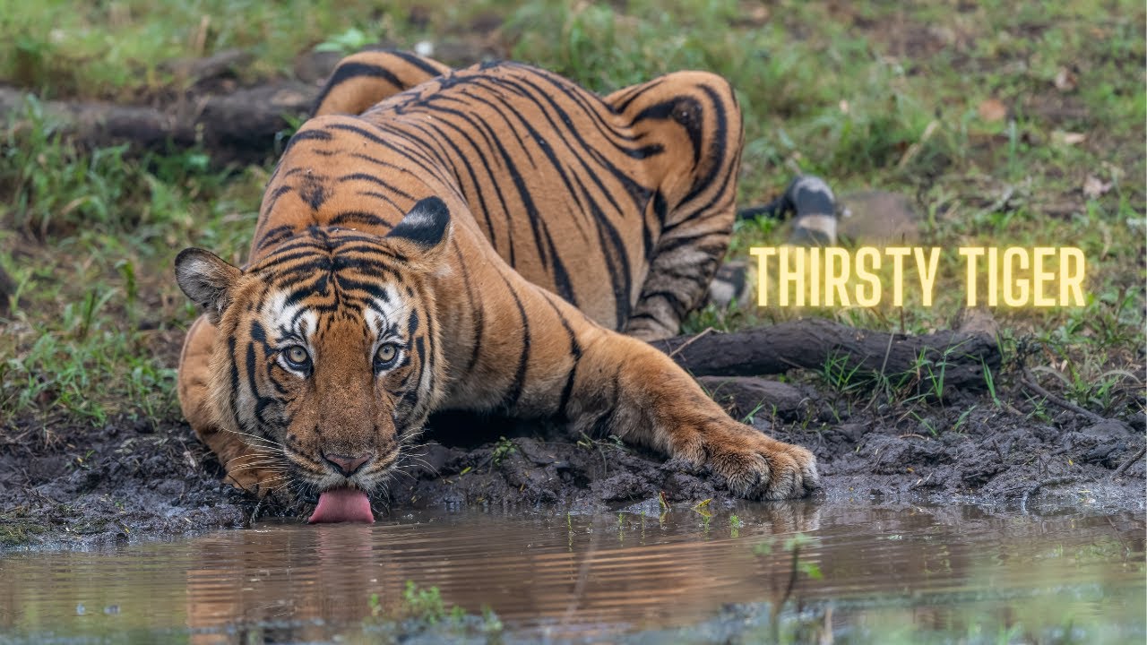 The Thirsty Tiger in Kabini - YouTube