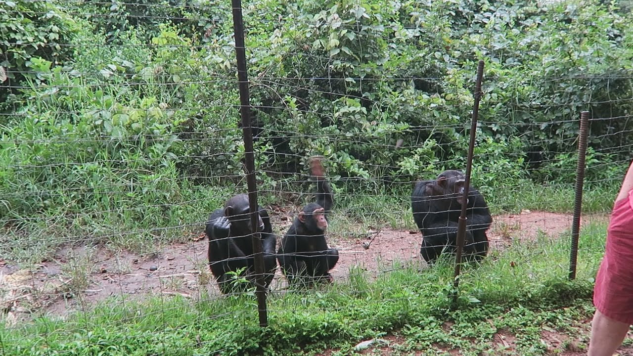 CHIMP THROWS ROCK AT US !! - YouTube