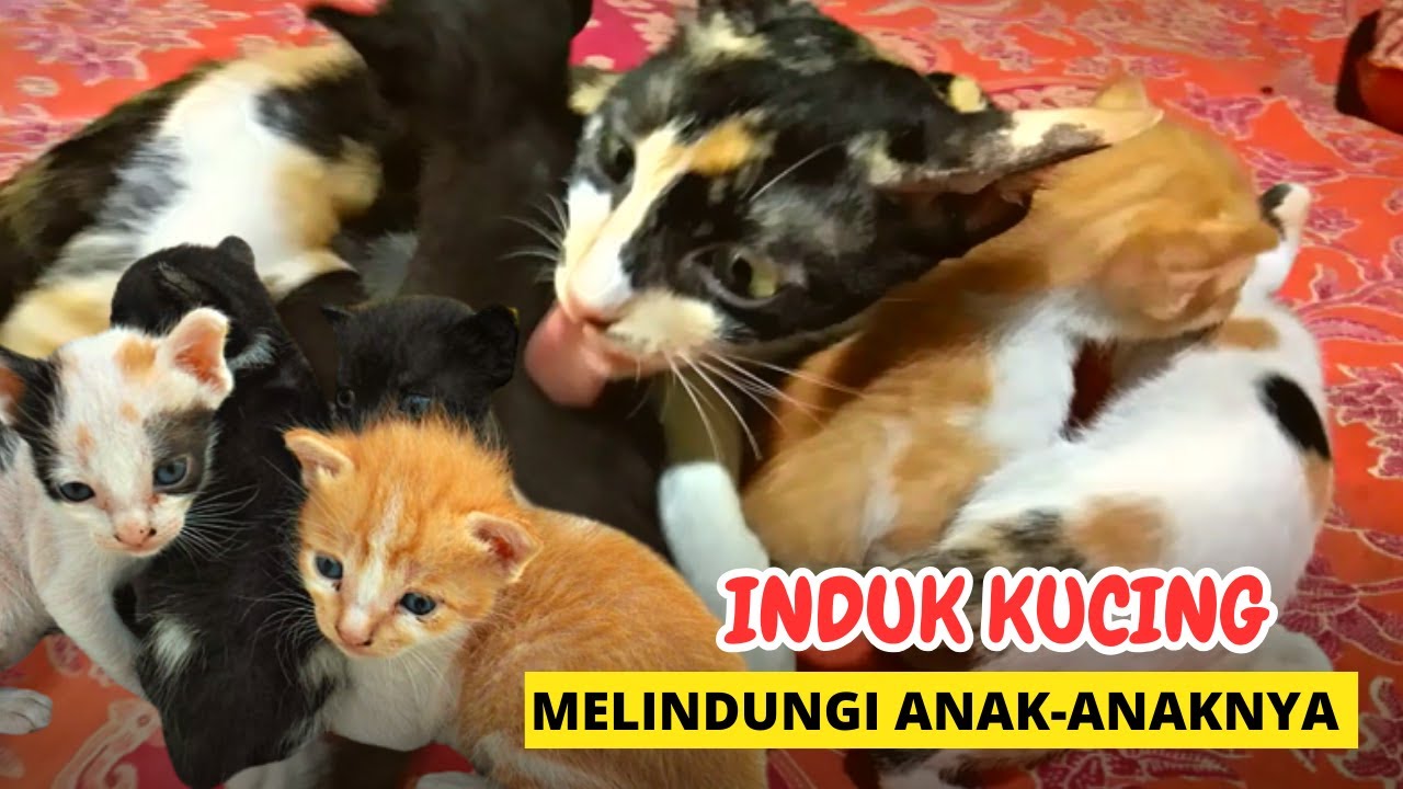 Cara induk kucing melindungi anak anaknya @kucingeraya - YouTube