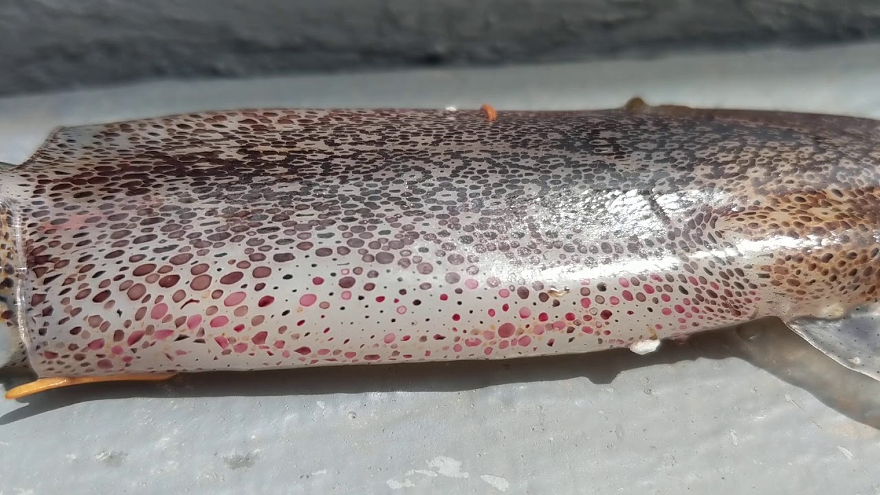 Colour Changing Squid - YouTube