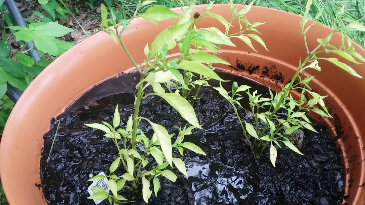 Pepper Time ! ! - YouTube