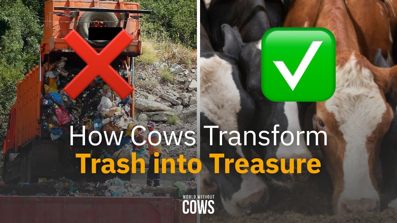 Nature’s upcyclers: How cows transform waste into the food we need ...