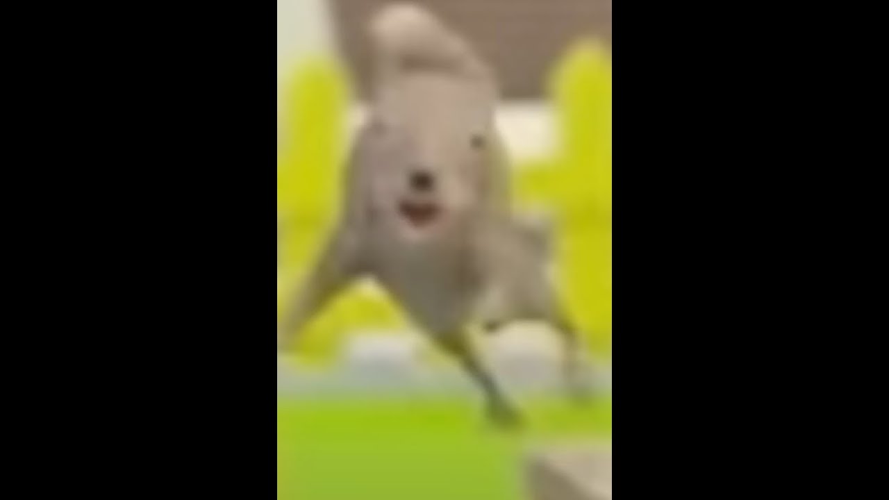 Tpot Bfdi intro but with my friends as food - YouTube