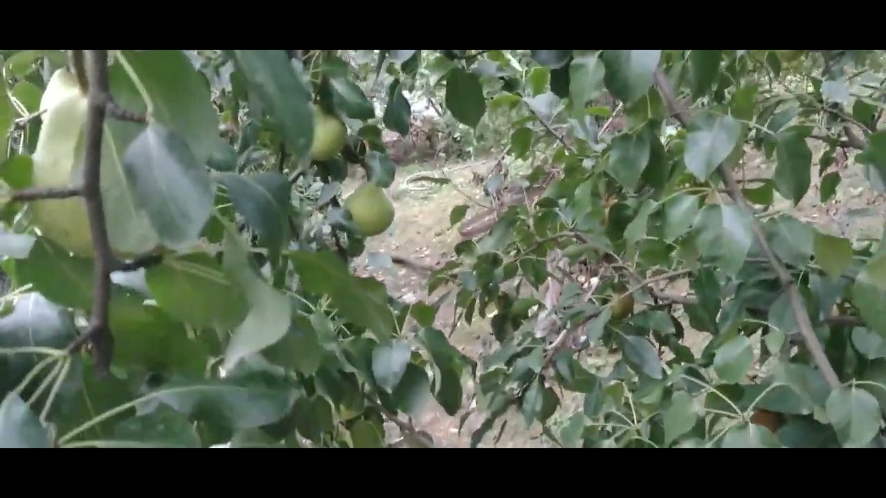 Pere japoneze și romanesti - YouTube