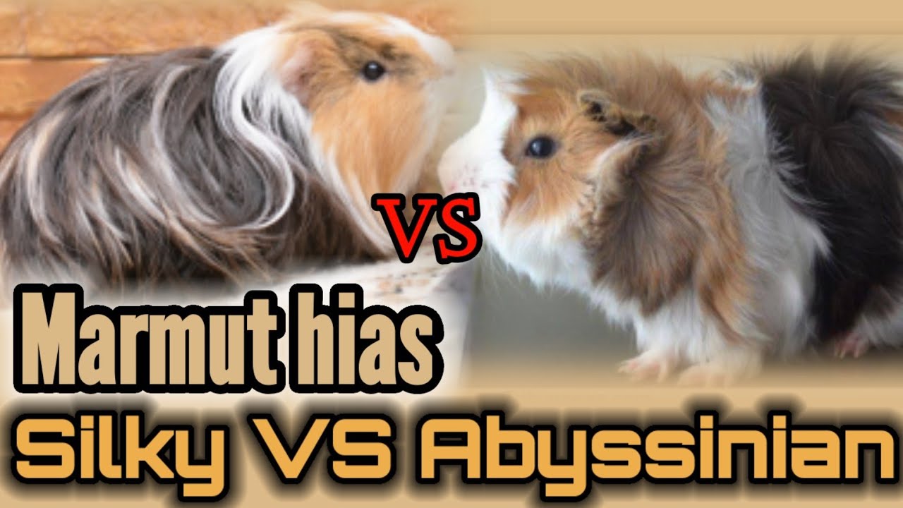 Marmut hias Silky vs Abyssinian | guinea pig #Marmuthias #Hobimarmut # ...