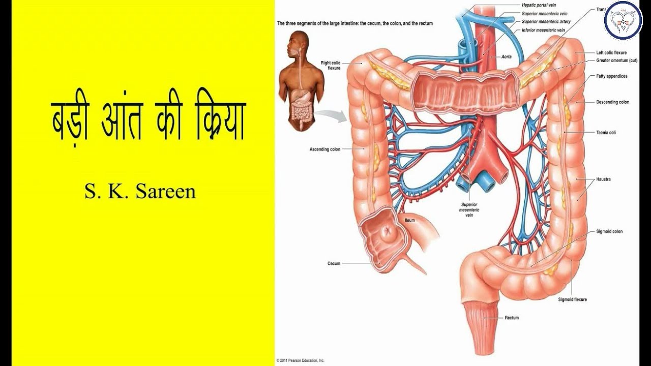 बड़ी आंत की क्रिया | Badi aant ki kriya. - YouTube