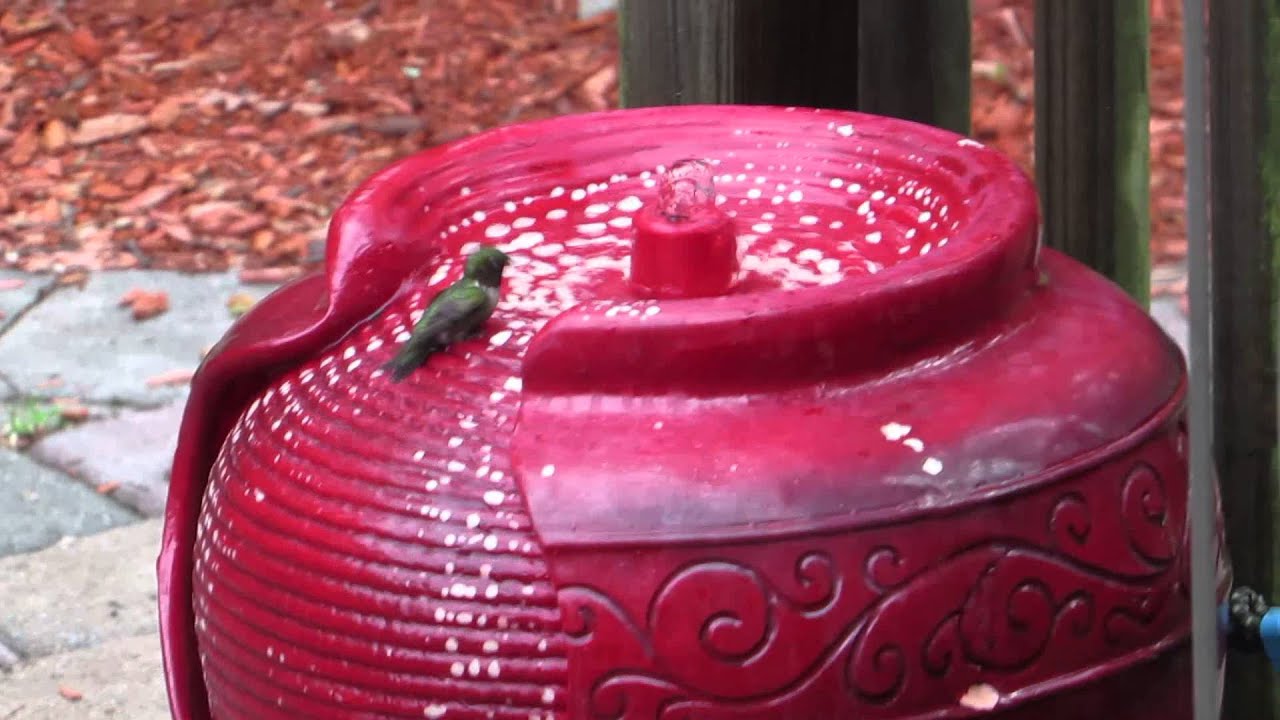 "Ruby Boy Two (Dobie)" - Bathing at Red Urn - (Part 1) - YouTube