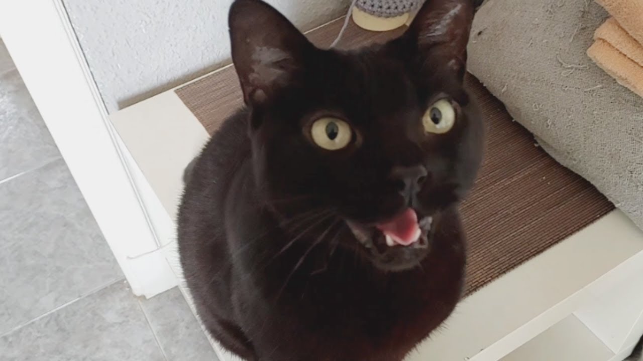 Meow, Hey, Hi! #Jules - YouTube