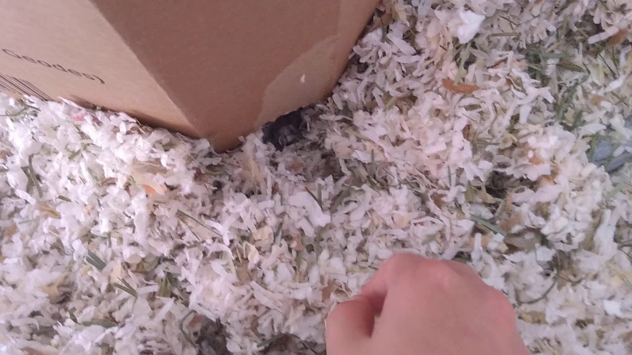 angry gerbil - YouTube