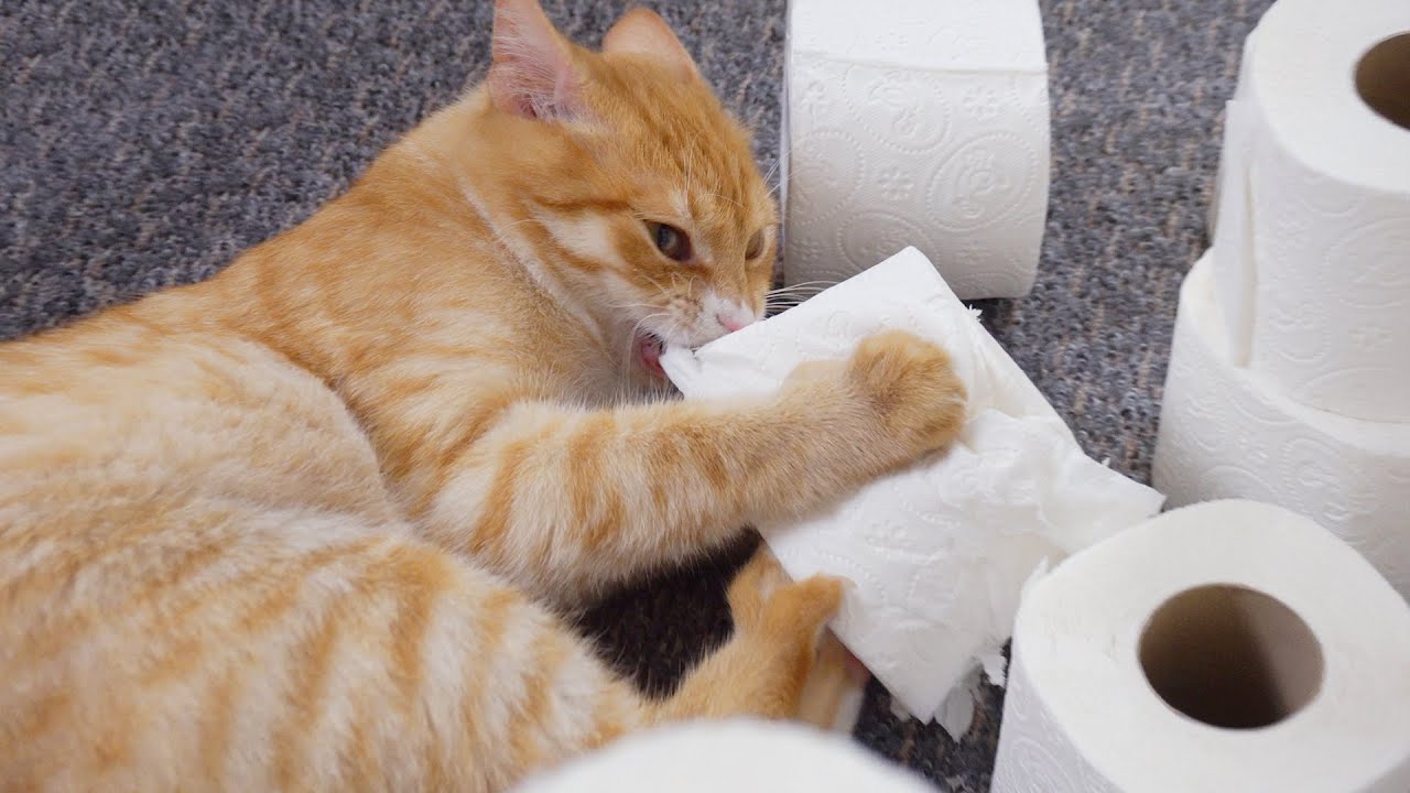How Many Rolls Of Toilet Paper Will Cat Paul Destroy YouTube how-many-rolls-of-toilet-paper-will-cat-paul-destroy-youtube