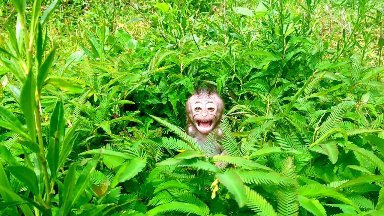 A moly baby Monkey Trapped IN A grassy area can't Scream out - YouTube