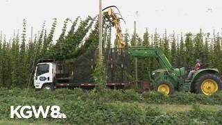 Oregon hop harvest is underway