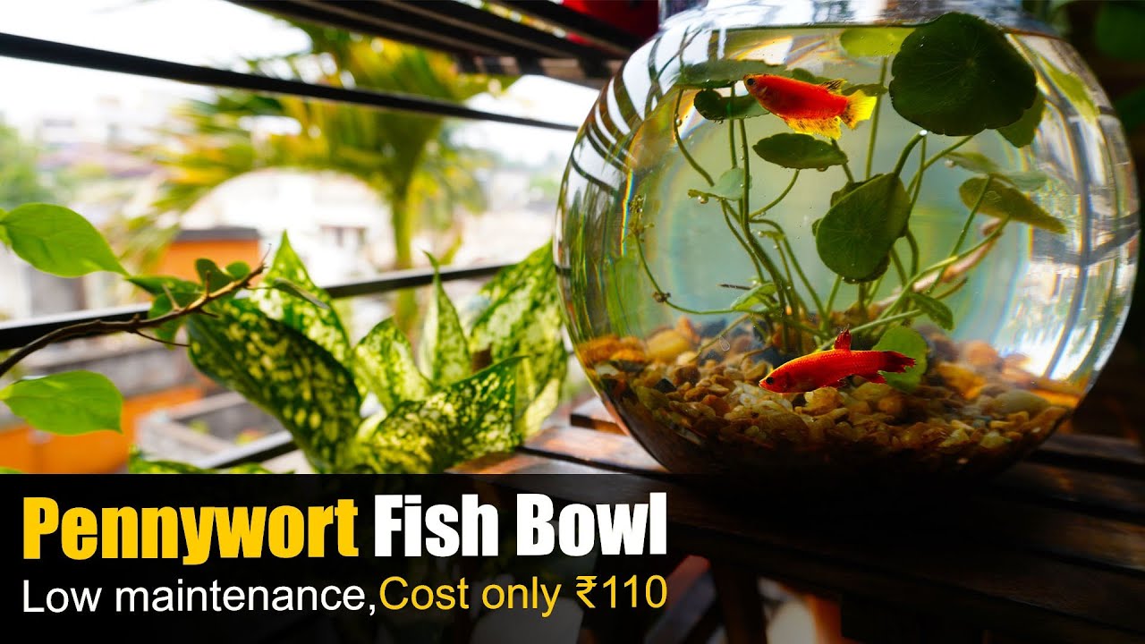 coin plant in aquarium No oxygen | coin plant in water | pennywort ...