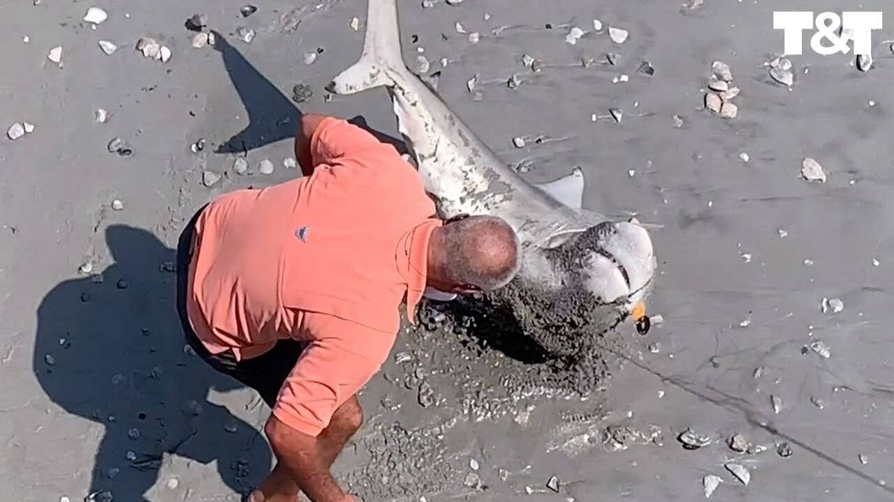 Shark Rescued From Fishing Net And Helped Back To Water - YouTube