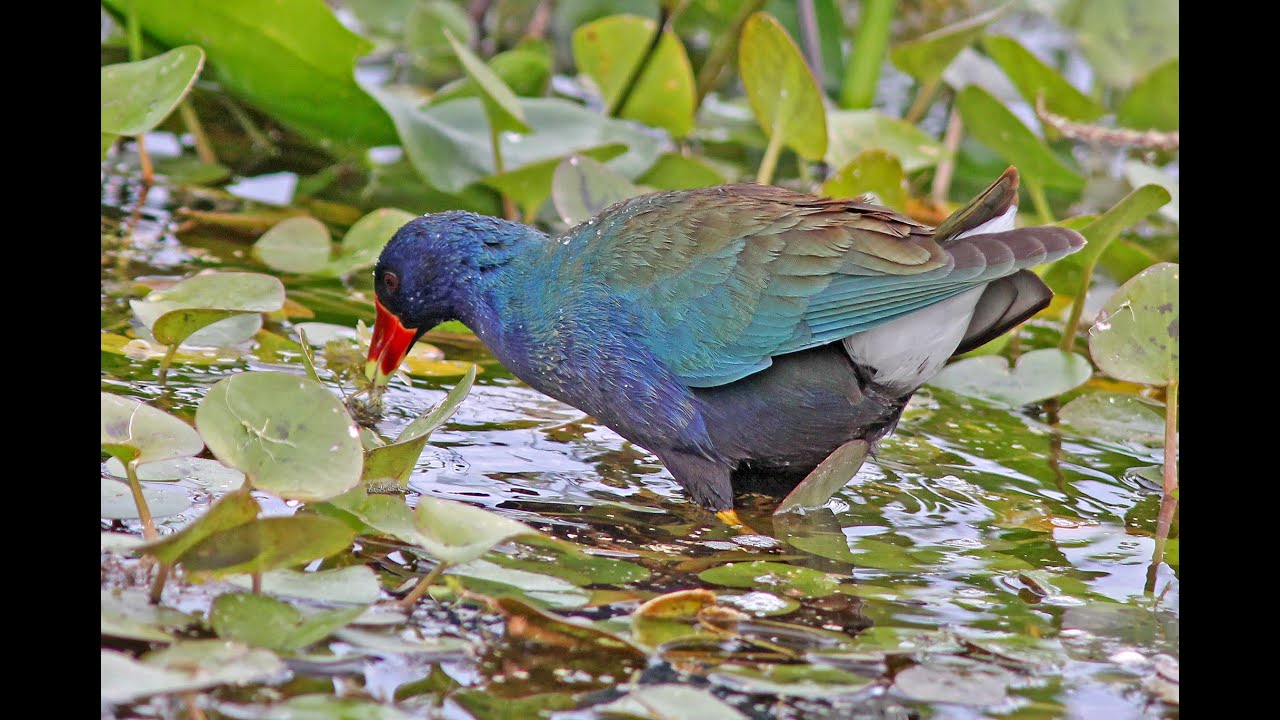 A BIrder's Guide to Lake County by Gallus Quigley - YouTube