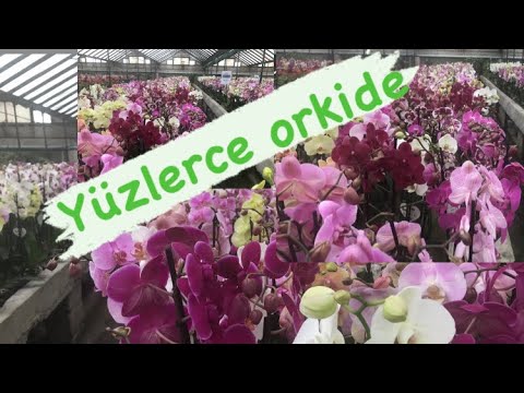 Dünyanın en güzel orkideleri bu serada satışa sunulmuş Ayvalı sera