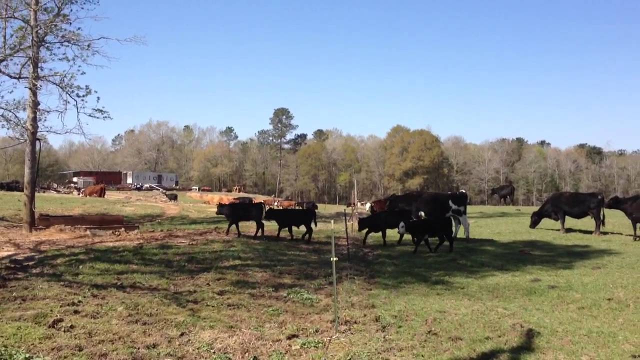 Life is Moo-valous At Home in Luverne, Alabama! - YouTube
