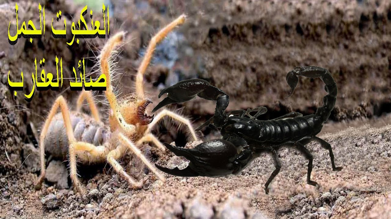 عنكبوت الجمل وحش الصحراء و اسد العناكب Youtube