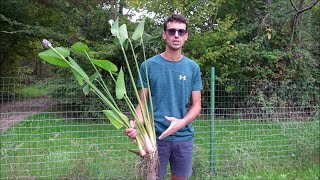 How to Plant Marsh Plants in Your Pond (the Right Way)