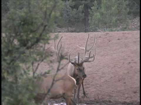 HUGE ARIZONA ELK-37-ELMER GUIDE SERVICE - YouTube