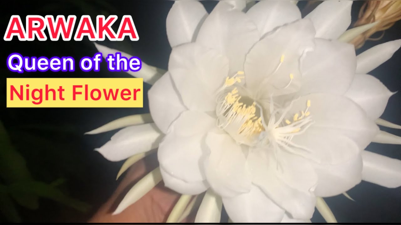 RARE FLOWER | Queen of the Night flower ARWAKA - YouTube