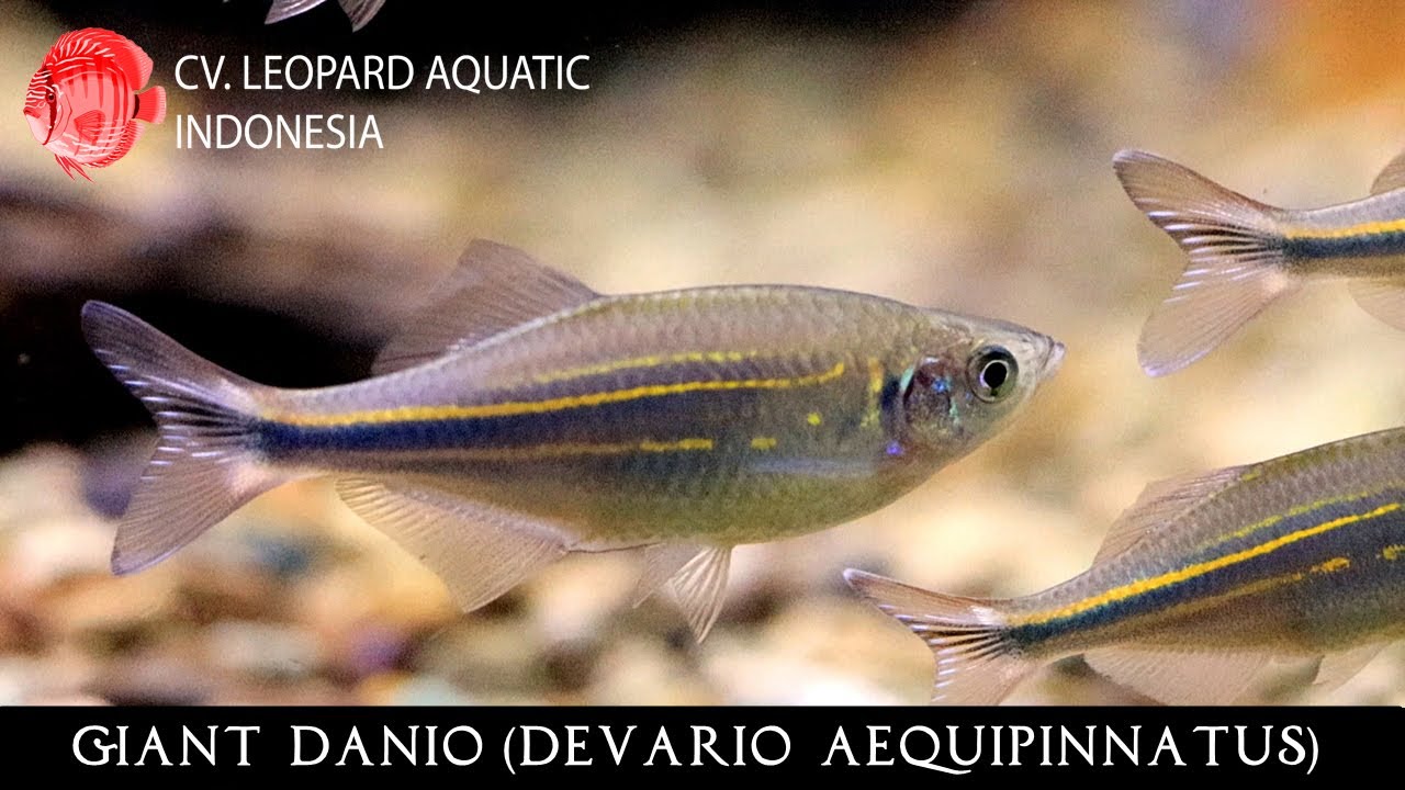 Devario aequipinnatus. The GIANT DANIO!(Leopard Aquatic U004) - YouTube