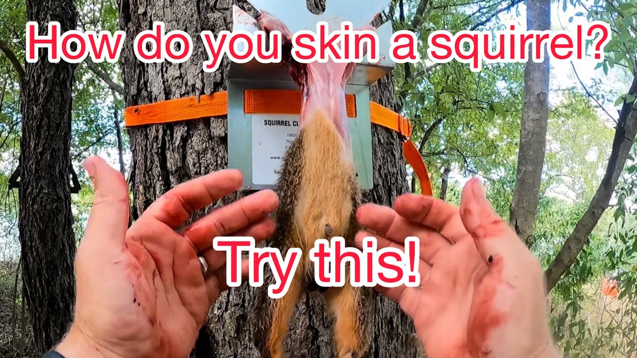 How to SKIN a Squirrel? | I show you a QUICK and EASY way! - YouTube