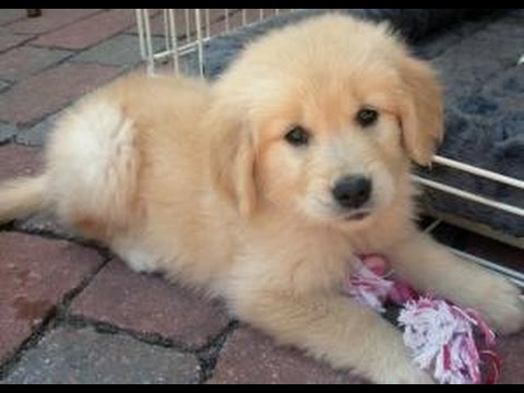 Golden retriever puppy hug - YouTube