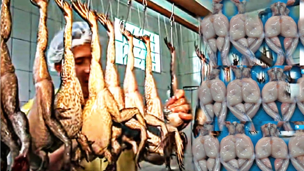 এই দেশ গুলোতে ব্যাঙের ও কোন রেহাই নেই।ব্যাঙ গুলোর সঙ্গে কি করা হচ্ছে ...