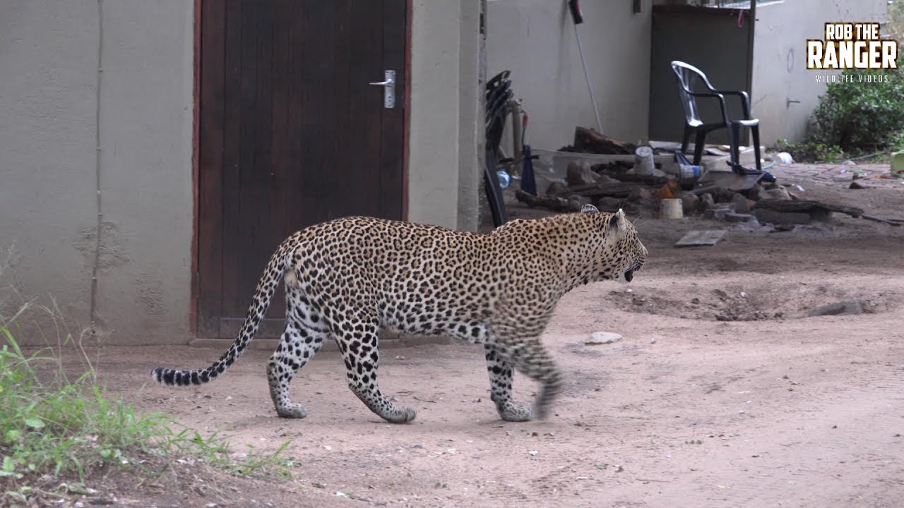 Incredible Africa | There's A Leopard At The Door! - YouTube