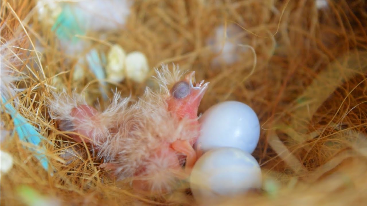 Two Chicks Hatched || Zebra Finch Breeding Update || Fawn & Zaxby - YouTube