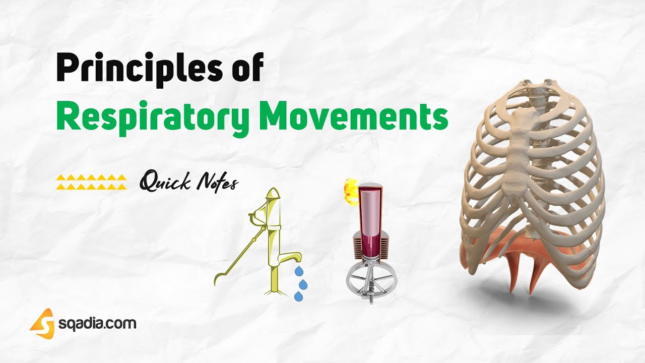 Principles of Respiratory Movements | Introduction - YouTube