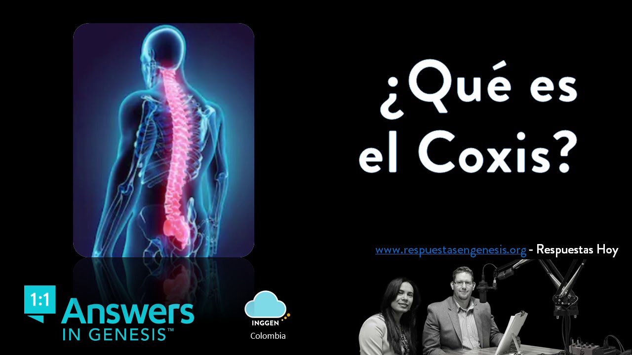 ¿Qué es el Coxis? - YouTube