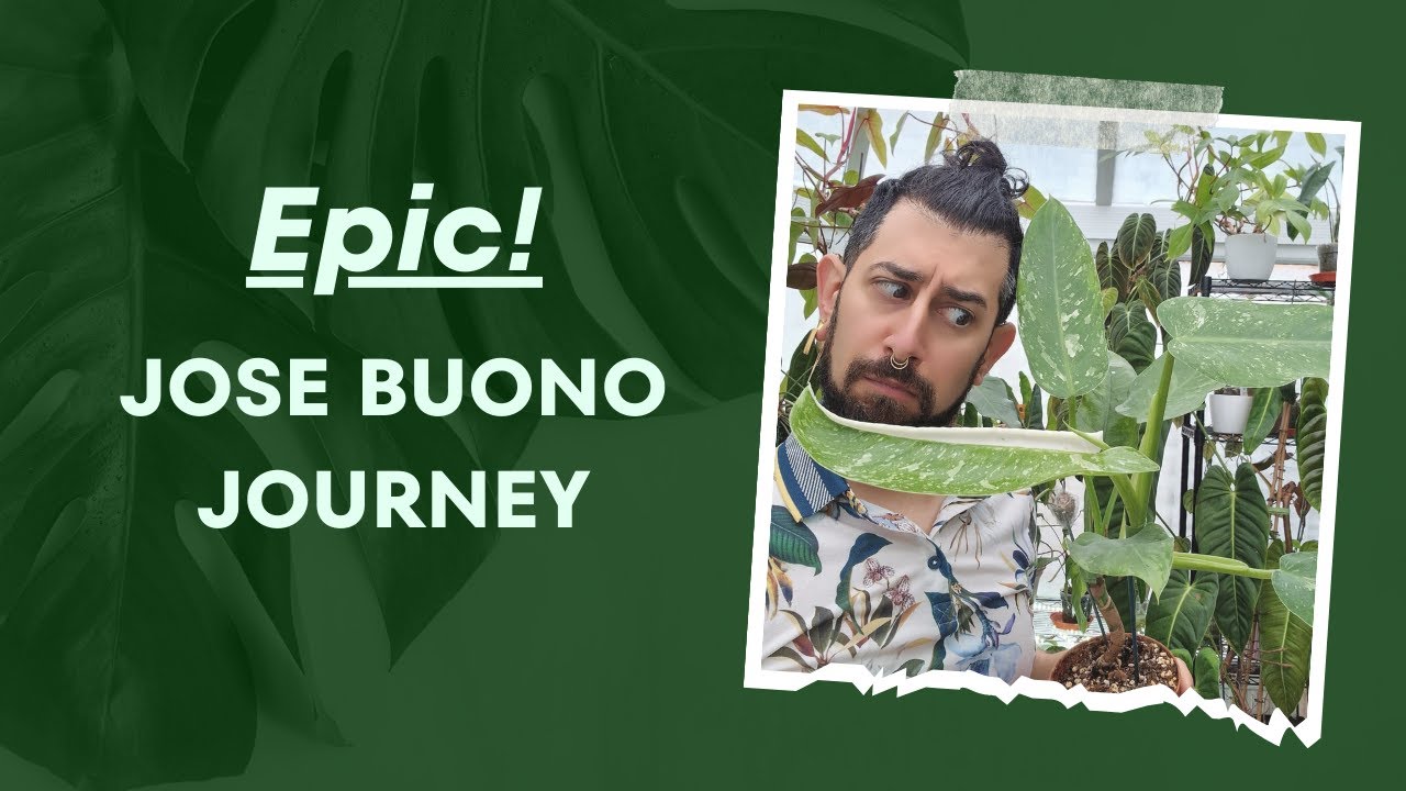 💡 Philodendron Jose Buono: Insights & Tips from a 2-Year Experience! 🌱 ...