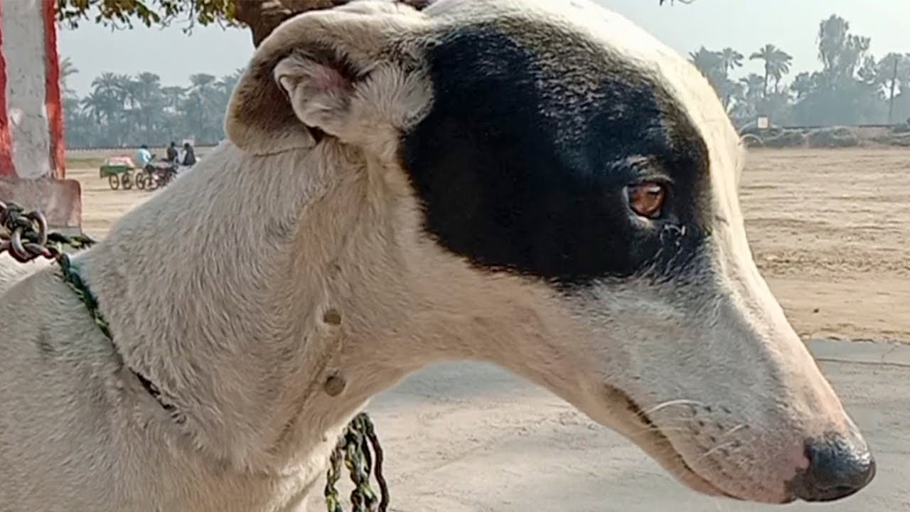 How to Remove Fat Ticks From Dog - Dog Ticks| Dog Treatment - YouTube