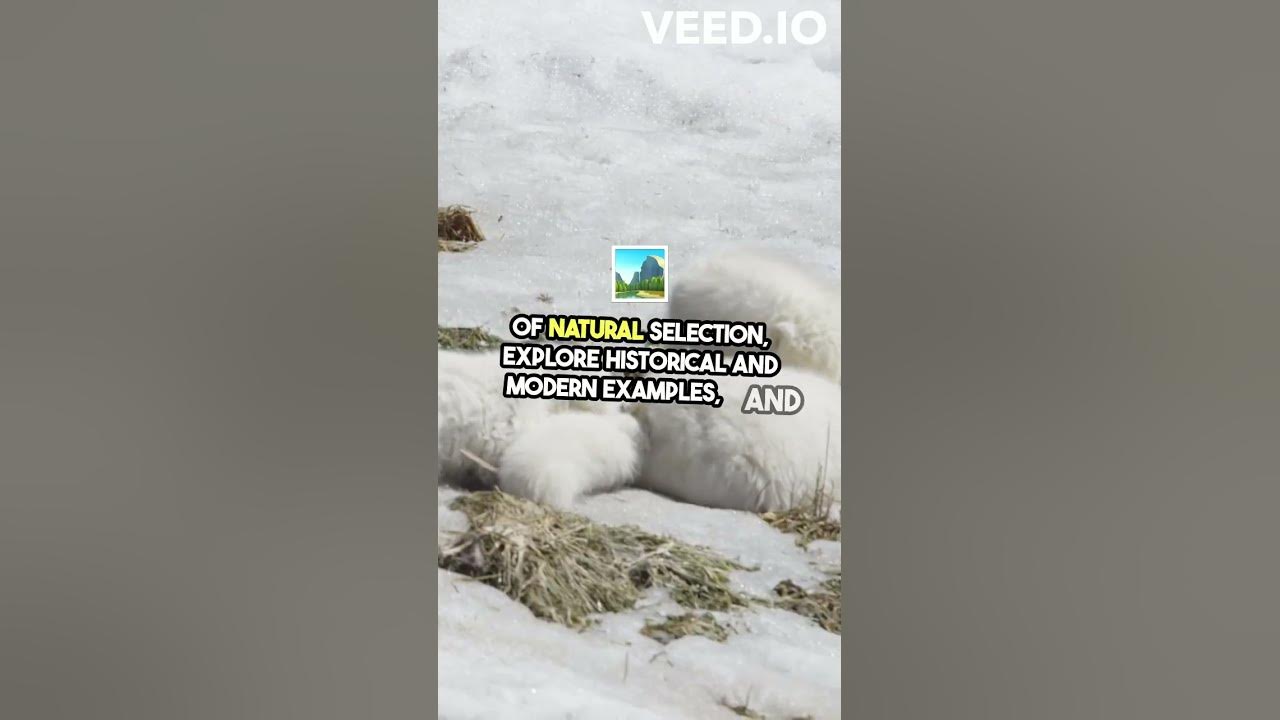 Natural Selection V1 - YouTube