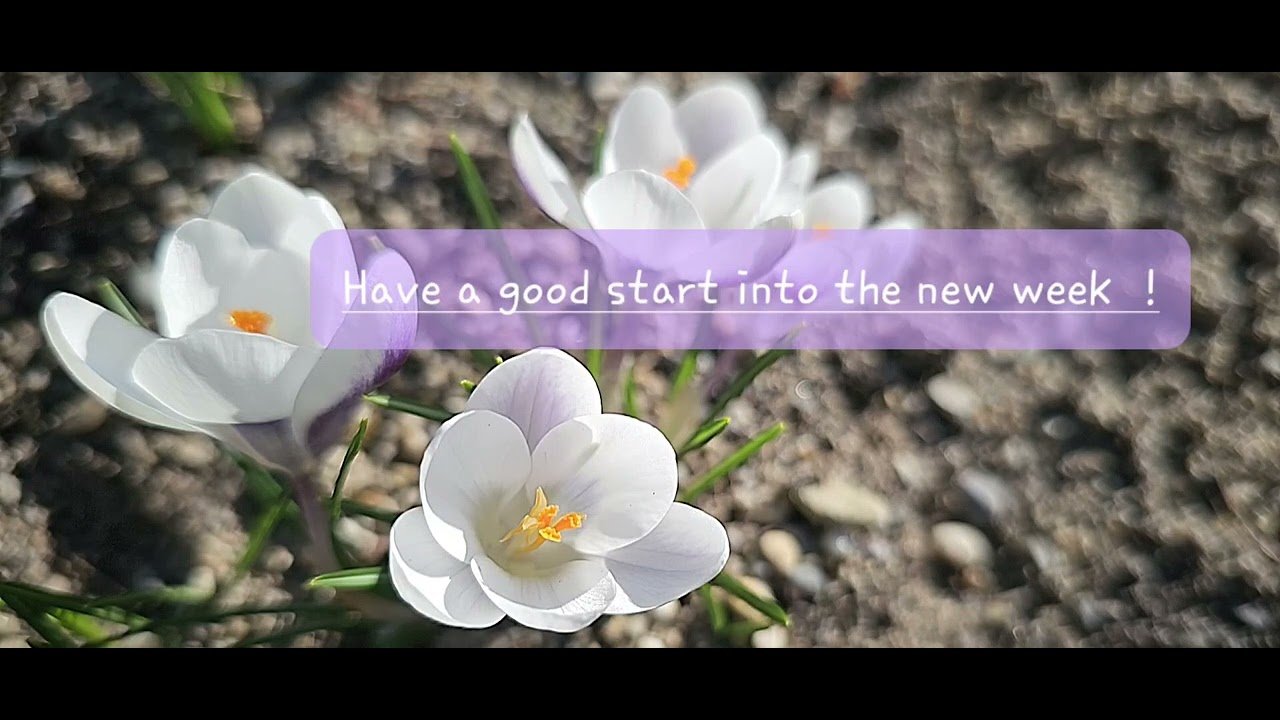 Have a good start into the new week ! - YouTube