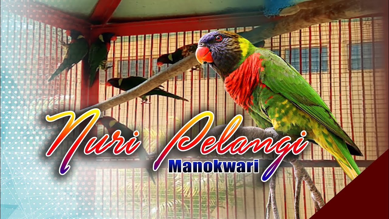 Suara Burung Nuri Pelangi Manokwari Papua Barat - YouTube