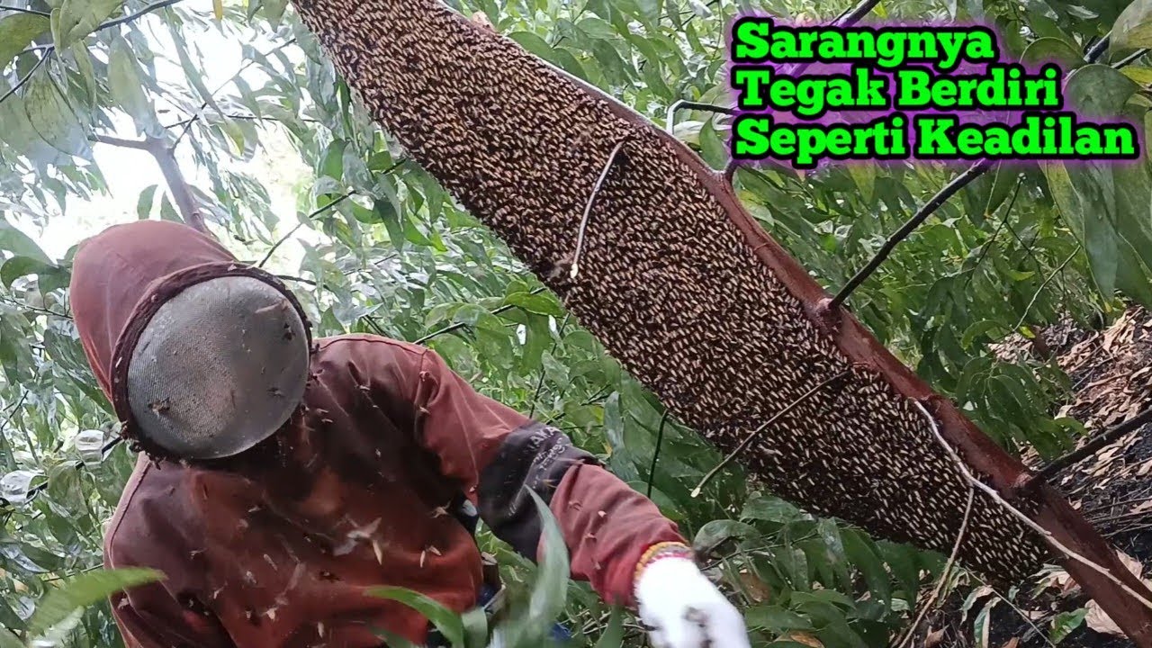Inilah Bukti Bahwa Hukum Rimba Nyata Adanya #bee#honey#lebah#hutan#alam ...