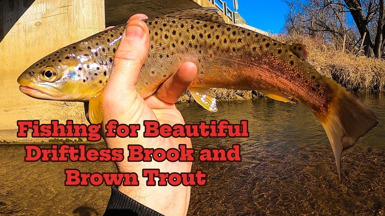 Fishing for Beautiful Driftless Brook and Brown Trout - YouTube