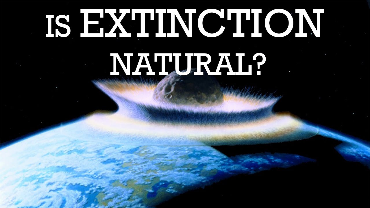 Is Extinction Natural? - YouTube
