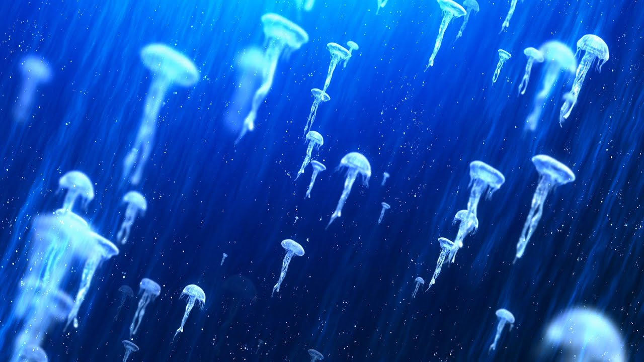 Jelly Fish Meditation || VJ Loops Visuals - YouTube