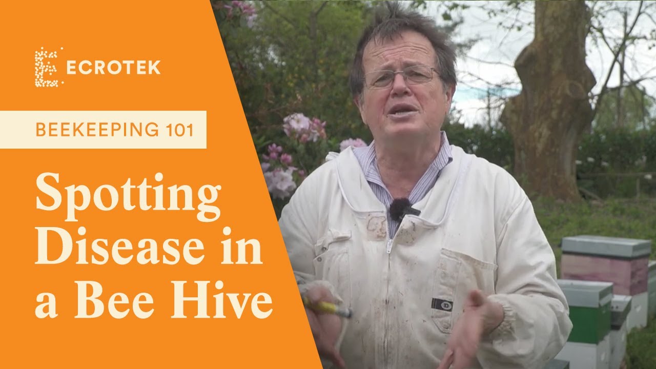 Beekeeping 101: Spotting Disease in a Bee Hive - Dr Mark Goodwin - YouTube