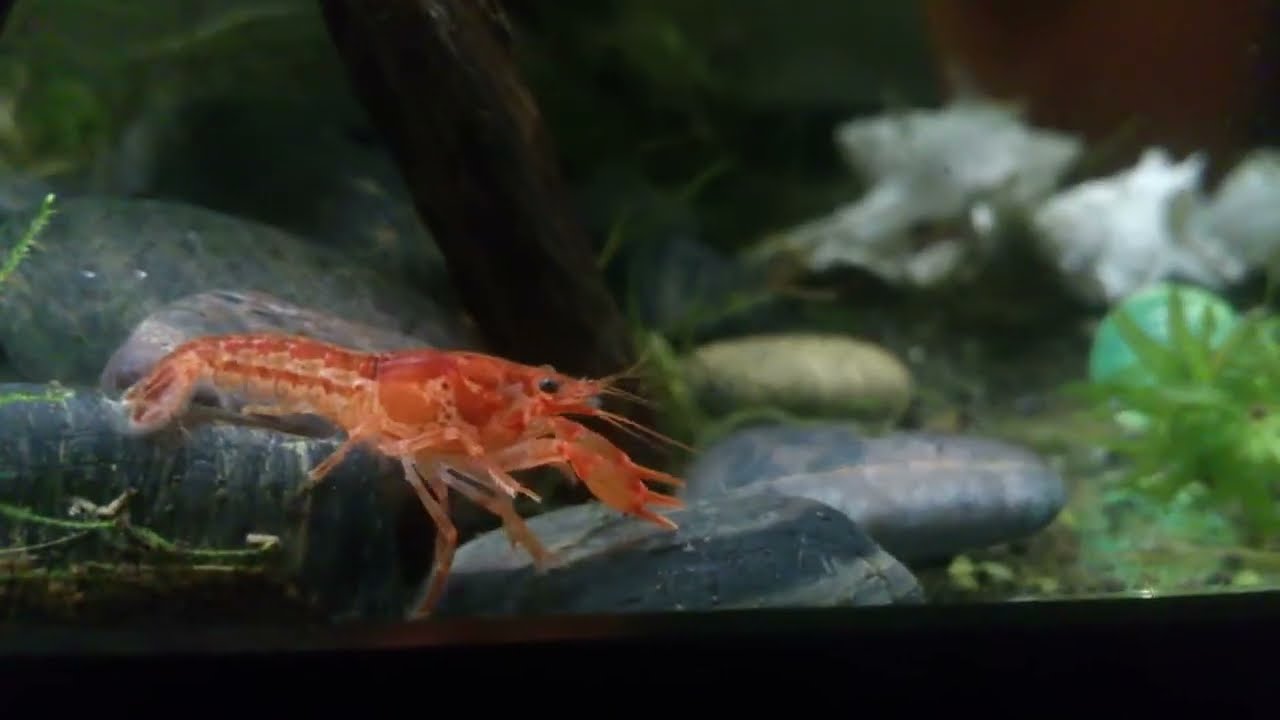 Handsome Mexican Dwarf Crayfish/Lobster - YouTube