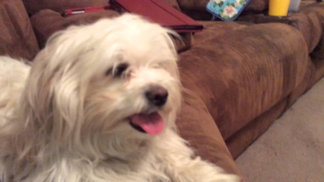 The funny talking dog - YouTube